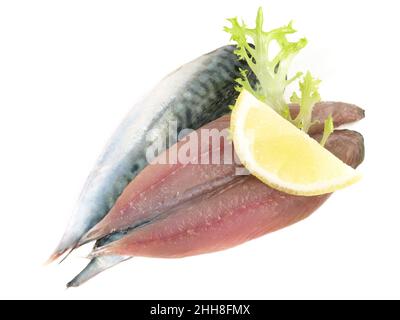 Pilchard Fillet - Fish on white Background Stock Photo - Alamy