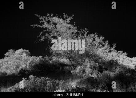 Infrared Photography makes Trees Glow IR720 Stock Photo - Alamy