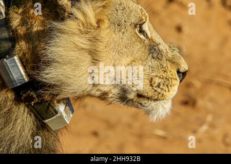 Collared Research Lion in the Kgalagadi Stock Photo - Alamy