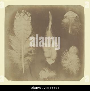 -Photogenic Drawing of a Plant Stock Photo - Alamy