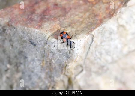 A beautiful representative of the Carabidae - family (Ground Beetles ...