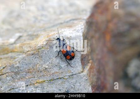 A beautiful representative of the Carabidae - family (Ground Beetles ...