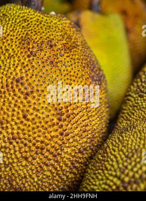 Closeup Of Textured Skin Of A Jack-fruit Stock Photo - Alamy