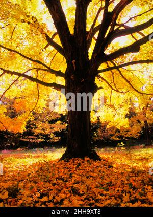 Beautiful golden leaves of a Sugar Maple tree at the U.S. National ...