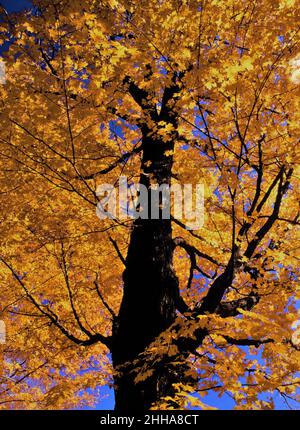 New England Maple tree in full autumn color Stock Photo - Alamy