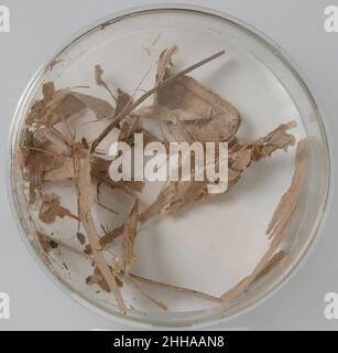 Papyri Fragments 7th century Coptic. Papyri Fragments 479273 Stock Photo - Alamy