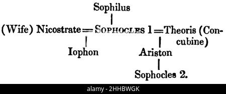 Sophocles family tree Stock Photo - Alamy