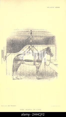 . Special report on diseases of the horse. Horses. Fig. 13.—Hoof ...
