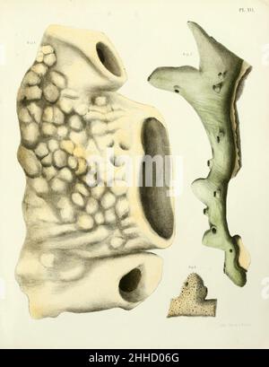 Spongiaires de la mer Caraïbe, Harlem, Les héritiers Loosjes, 1864 ...