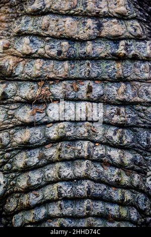 crocodile leather texture background Stock Photo - Alamy