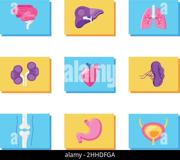 Human internal organs. Cartoon human organs, heart, liver, stomach ...