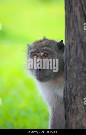 Closeup of a Macaque from behind sitting on a tree Stock Photo - Alamy