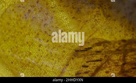Ginger under the microscope Stock Photo - Alamy
