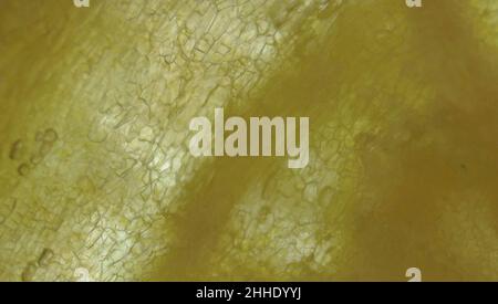 Ginger under the microscope Stock Photo - Alamy