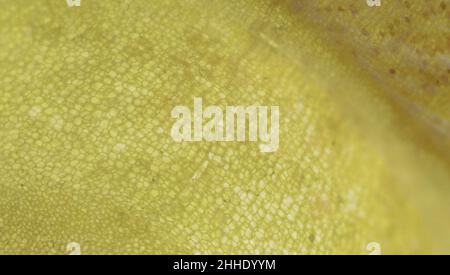 Ginger under the microscope Stock Photo - Alamy