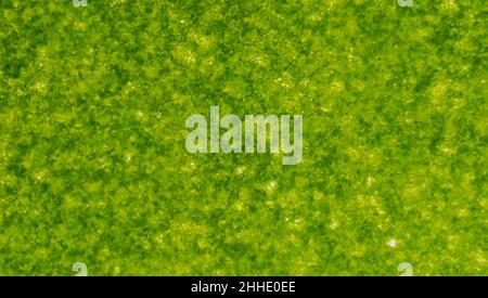Spinach under the microscope Stock Photo - Alamy