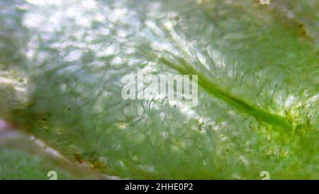 Broccoli under the microscope Stock Photo - Alamy
