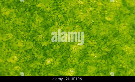 Spinach under the microscope Stock Photo - Alamy