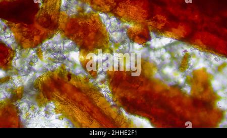 Saffron and olive oil under the microscope Stock Photo - Alamy