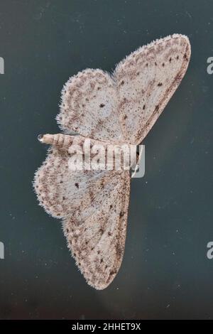 white moth with wide spread wings on a glass window Stock Photo - Alamy