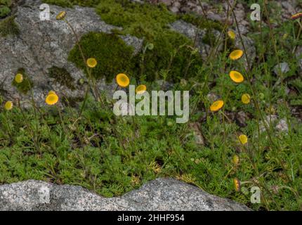 A Water button or Buttonweed, Cotula socialis. South Africa Stock Photo - Alamy
