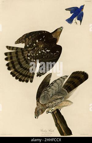 Stanley Hawk (Audubon Stock Photo - Alamy