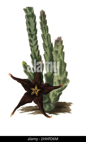 Stapelia vetula Loddiges clean Stock Photo - Alamy
