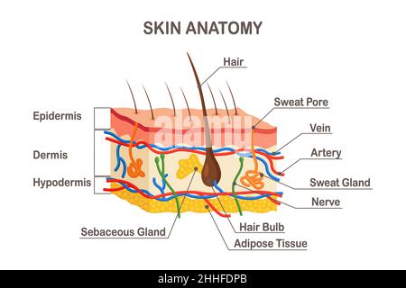 Section of the skin and sweat glands. vector illustration Stock Vector ...