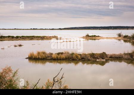 Wild Flamingos Roaming Free in Saint Lucie Regional Natural Reserve ...