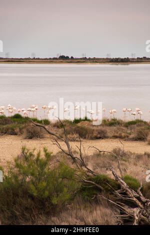Wild Flamingos Roaming Free in Saint Lucie Regional Natural Reserve ...