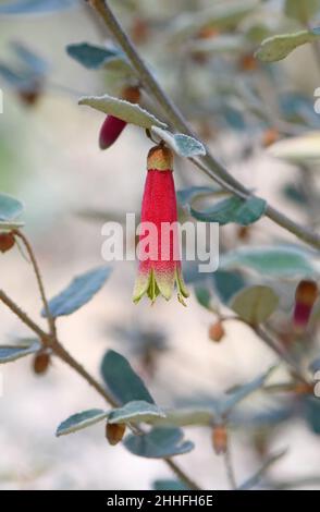 Correa glabra, Yellow Rock Correa Stock Photo - Alamy
