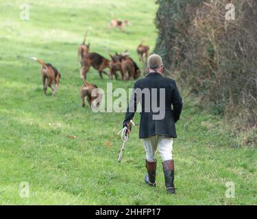 huntsman with a pack of hounds, rear view Stock Photo - Alamy