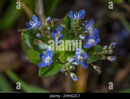 Brooklime, Veronica beccabunga, in flower; by pond Stock Photo - Alamy