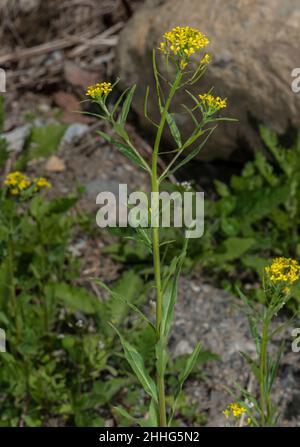 wormseed wallflower (Erysimum cheiranthoides Stock Photo - Alamy
