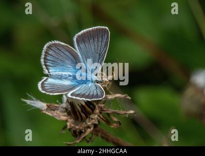 Male Damon Blue, Polyommatus damon, perched on Hogweed leaves, Italian ...