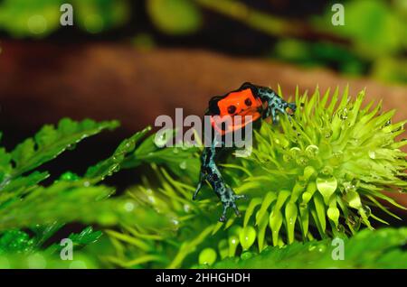 Poison dart or arrow frog, Ranitomeya flavovittata. A yellow striped ...