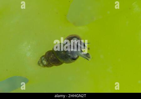 Live Spire Snail (Ecrobia ventrosa) in Brackish Water, Hydrobiidae ...