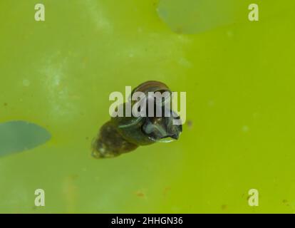 Live Spire Snail (Ecrobia ventrosa) in Brackish Water, Hydrobiidae ...