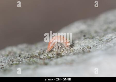 Swiss Red-eye Woodlouse (Trichoniscoides helveticus) Trichoniscidae ...