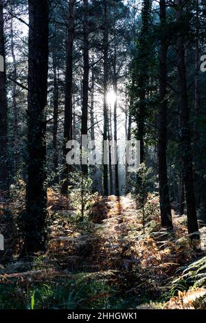 Vertical shot of the trees and fern plants captured in a tropical ...