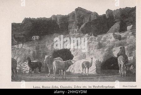 Zebu in Zoo Stock Photo - Alamy