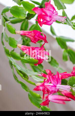 Close-up of pink flowers of zygocactus or Christmas tree houseplant ...