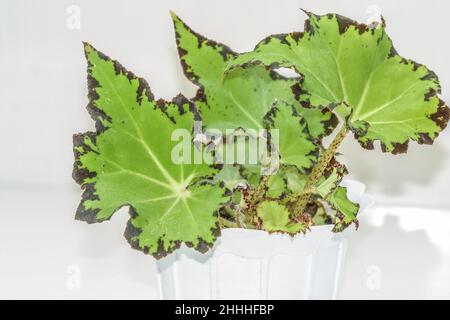 Begonia Jive rhizomatous house plant one leaf Stock Photo - Alamy