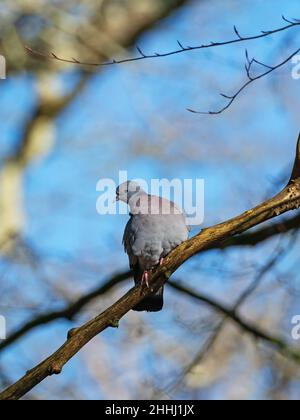 Stock dove Columba oenas, adult portrait, Suffolk, England, June Stock ...