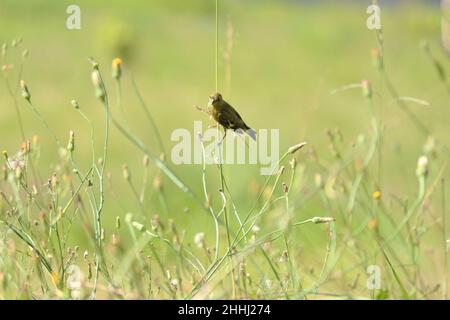 The sway of the little bird that landed on a thin stalk of grass ...