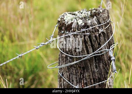 Variety of farm animals in front of white background Stock Photo - Alamy