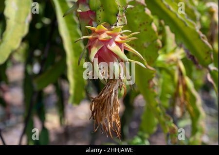 Plantations of pitahaya pink dragon fruits growing on succulent cacti ...