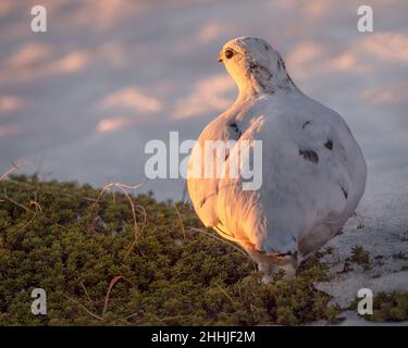 Rock ptarmigan, Lagopus muta, winter pllumage. Common ptarmigan ...