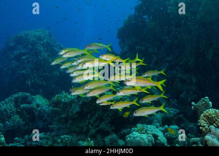 Colorful small yellowsaddle fish with yellow stripe swimming in coral ...