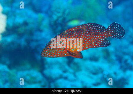 Red exotic Cephalopholis miniata fish with blue spots swimming in deep ...